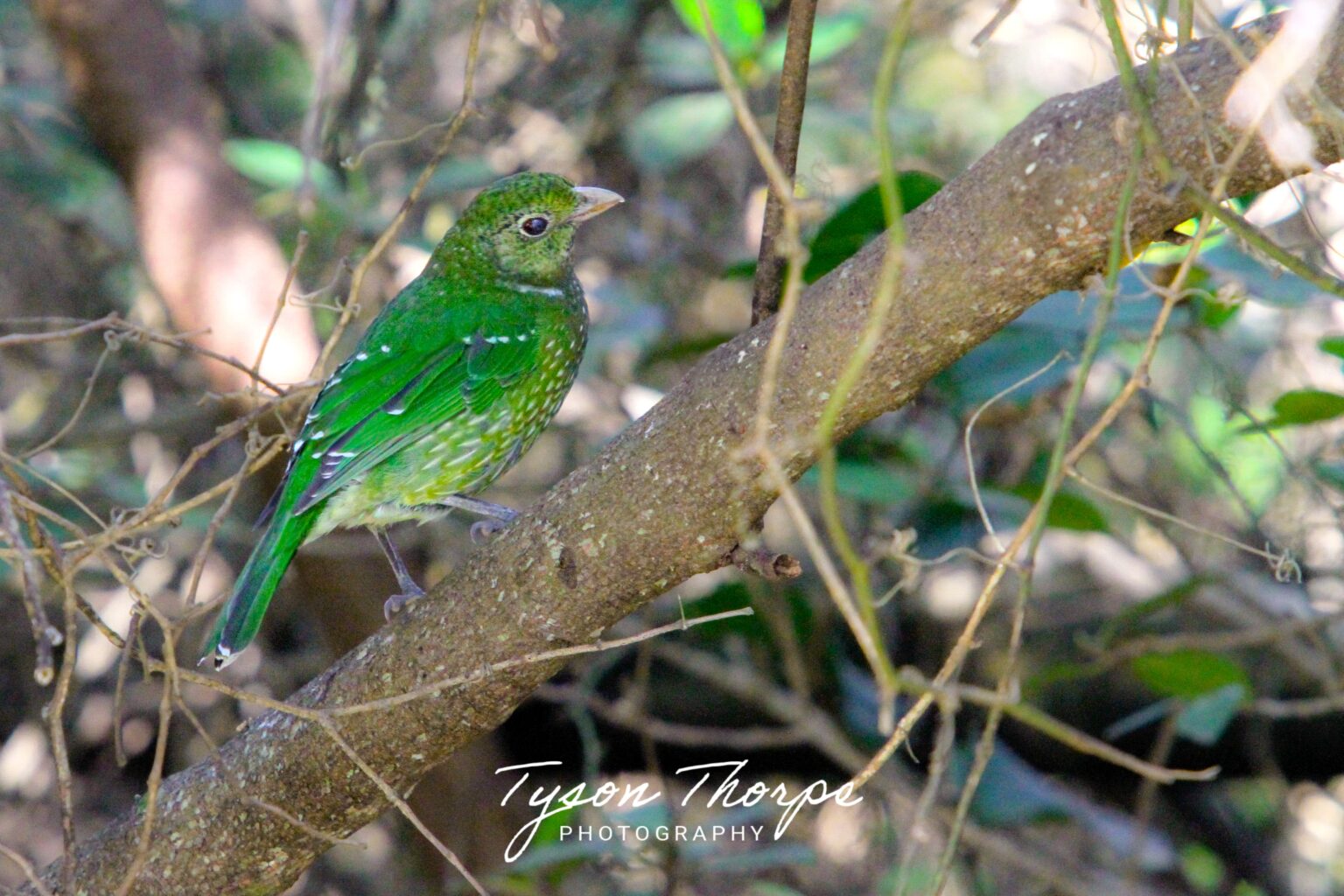 Gallery - Tyson Thorpe Photography